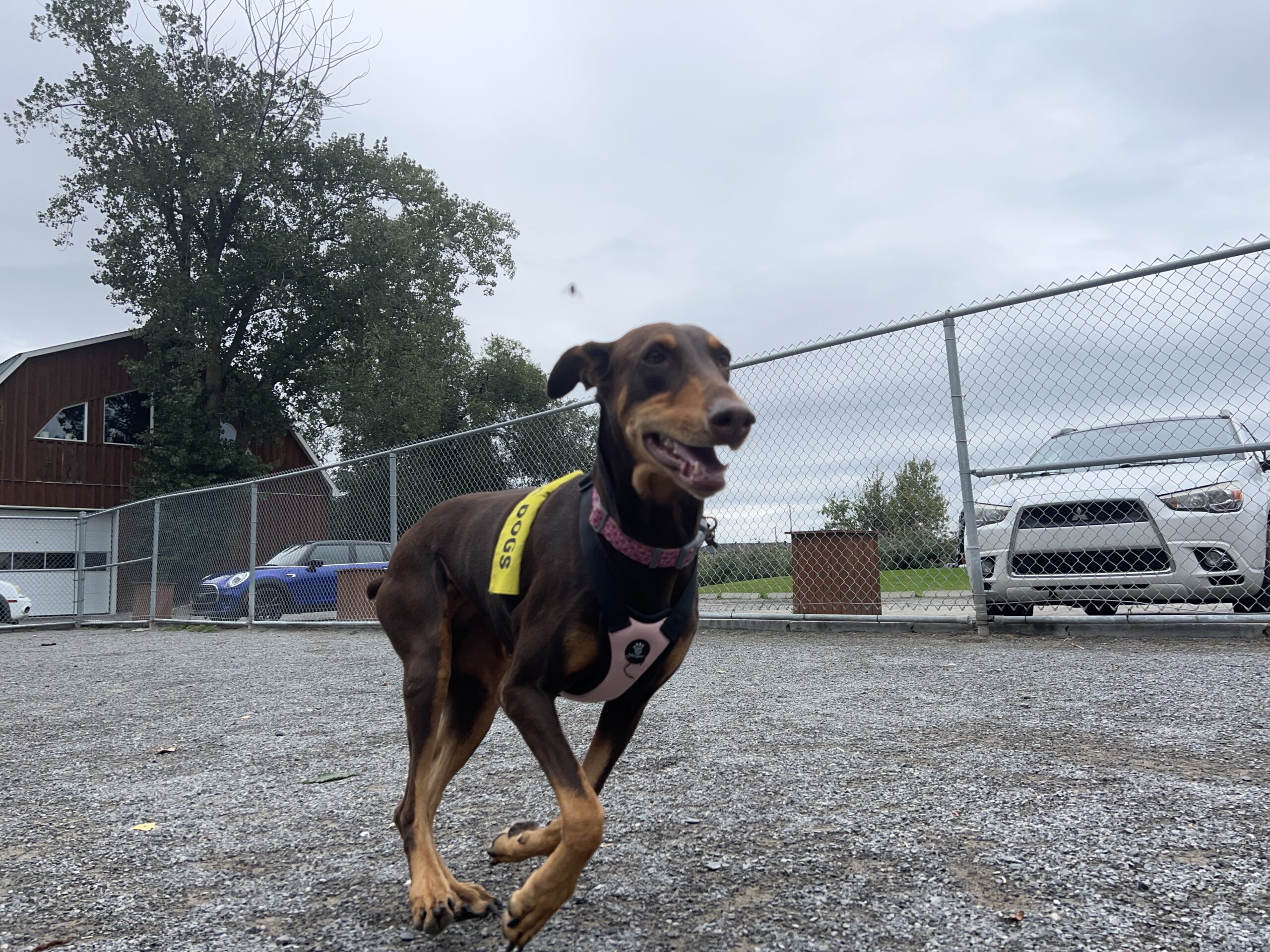 K9 Problem Behaviour - Montreal Dog Trainer & Dog Training: Family K9 ...